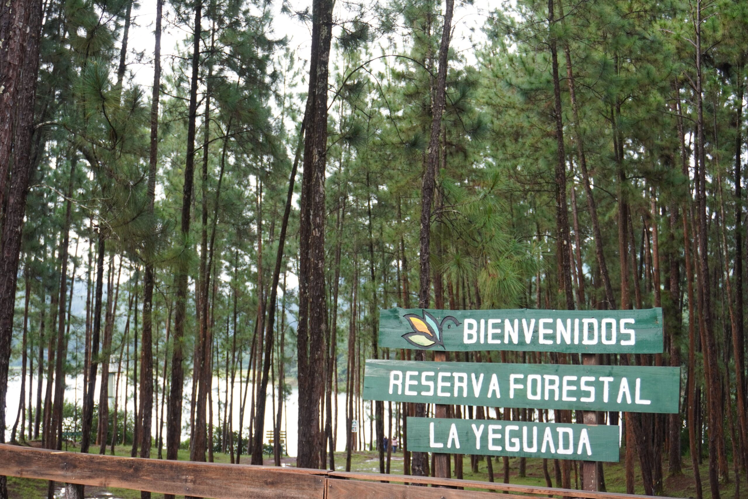 La Yeguada Forest Reserve